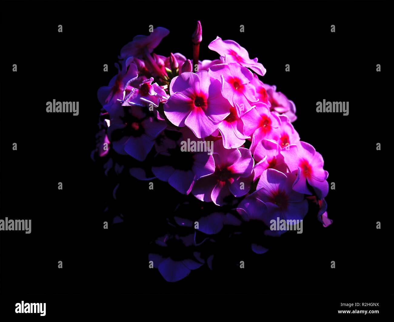 Deep Pink Hydrangea High Resolution Stock Photography and Images - Alamy