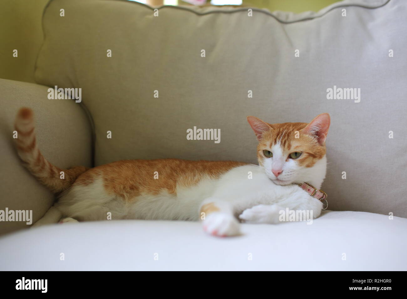 Grumpy ginger cat Stock Photo - Alamy