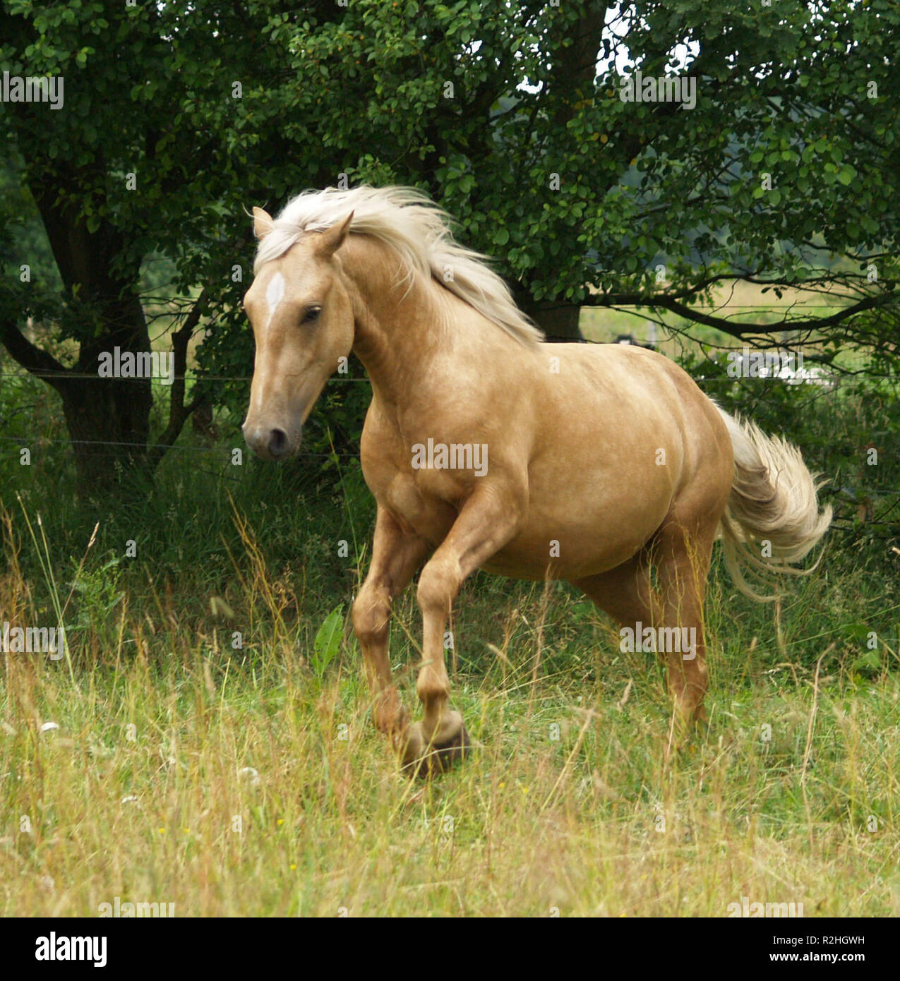 Pretty palomino horse hi-res stock photography and images - Alamy
