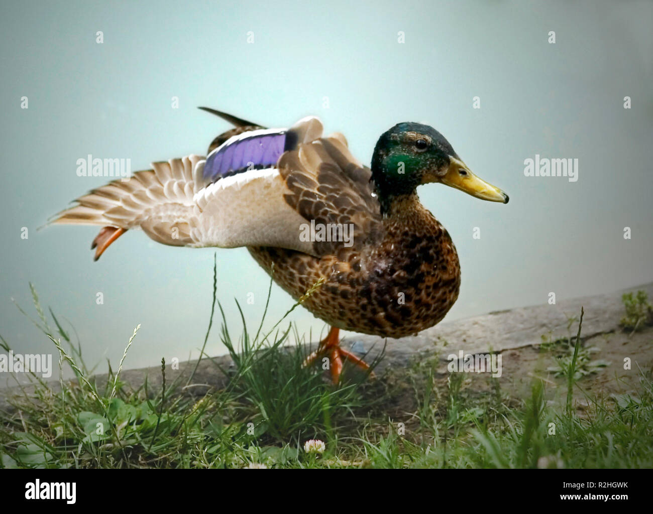Recover duck pond hi-res stock photography and images - Alamy
