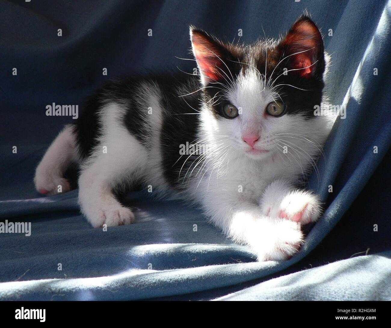 Sitzende katze hi-res stock photography and images - Alamy