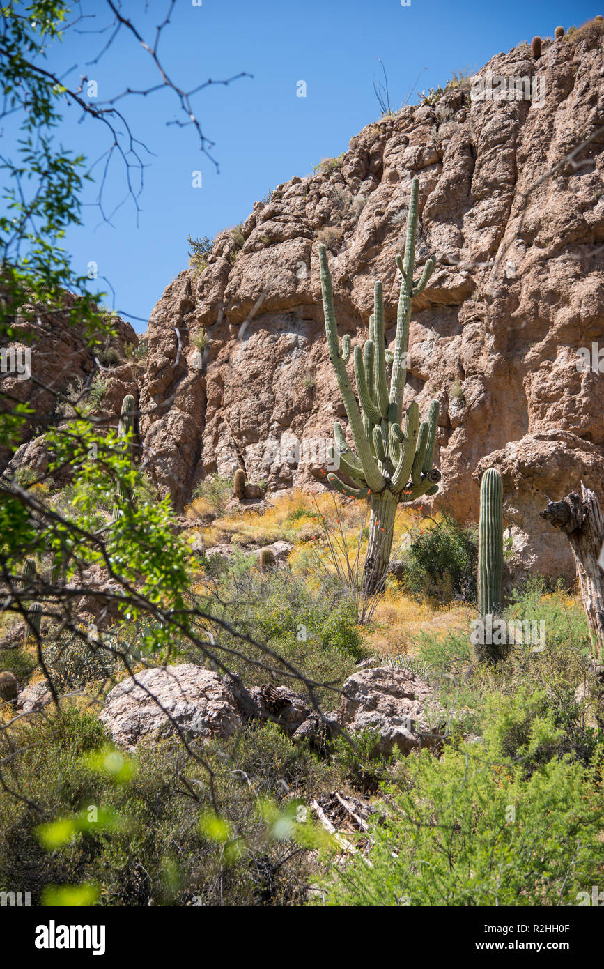 Phoenix attractions hi-res stock photography and images - Alamy
