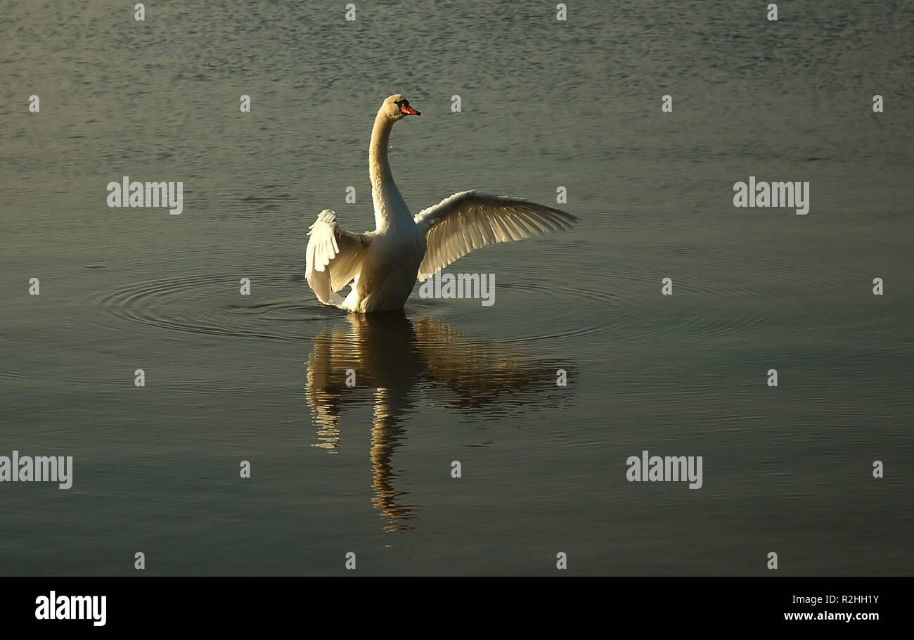 Beat of a wing hi-res stock photography and images - Alamy
