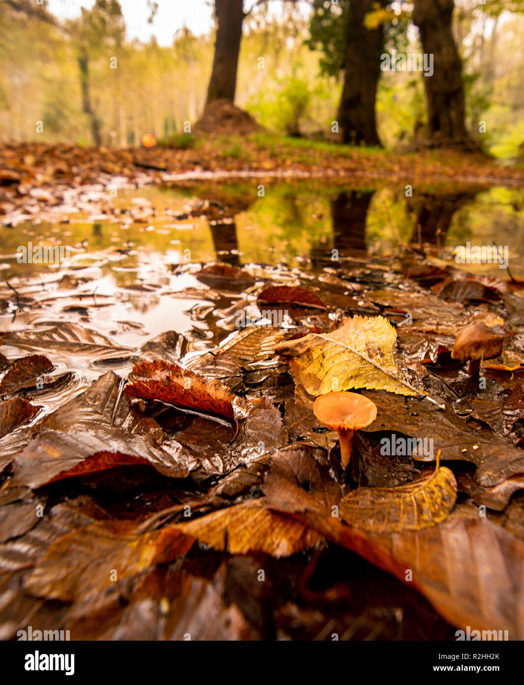 Rare spring sedge hi-res stock photography and images - Alamy