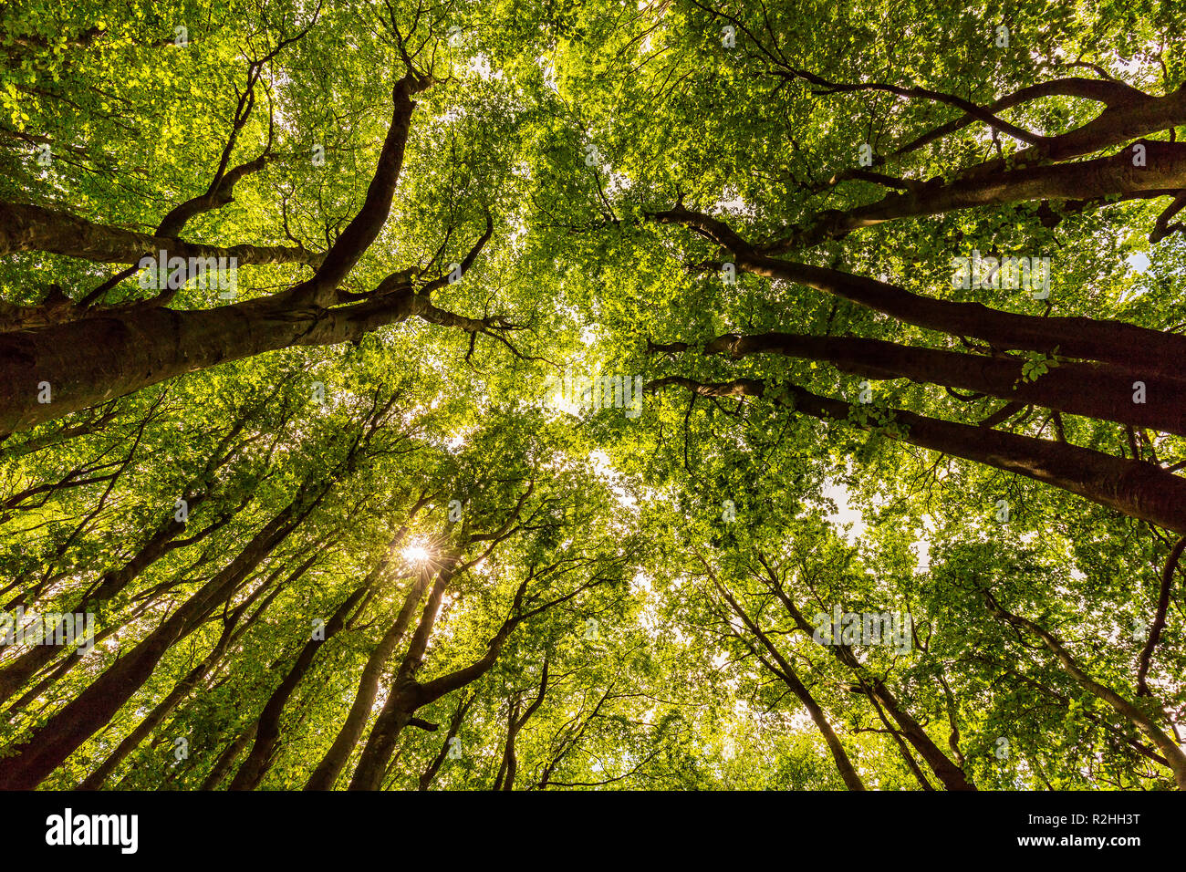 Tall trees in forest viewed from bottom to top Stock Photo - Alamy