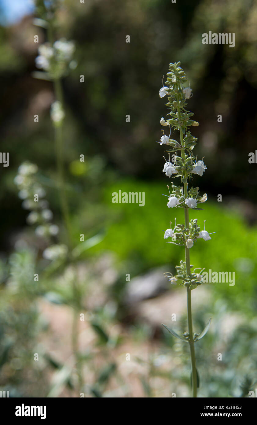 Spring in the desert, Phoenix, Arizona Stock Photo - Alamy
