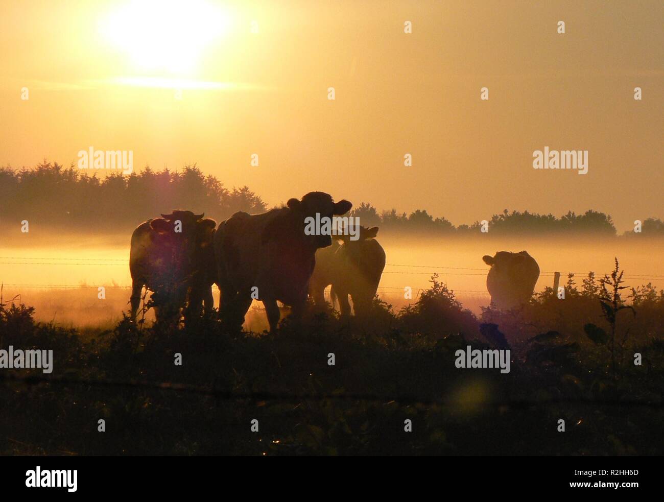 German lowlands hi-res stock photography and images - Alamy