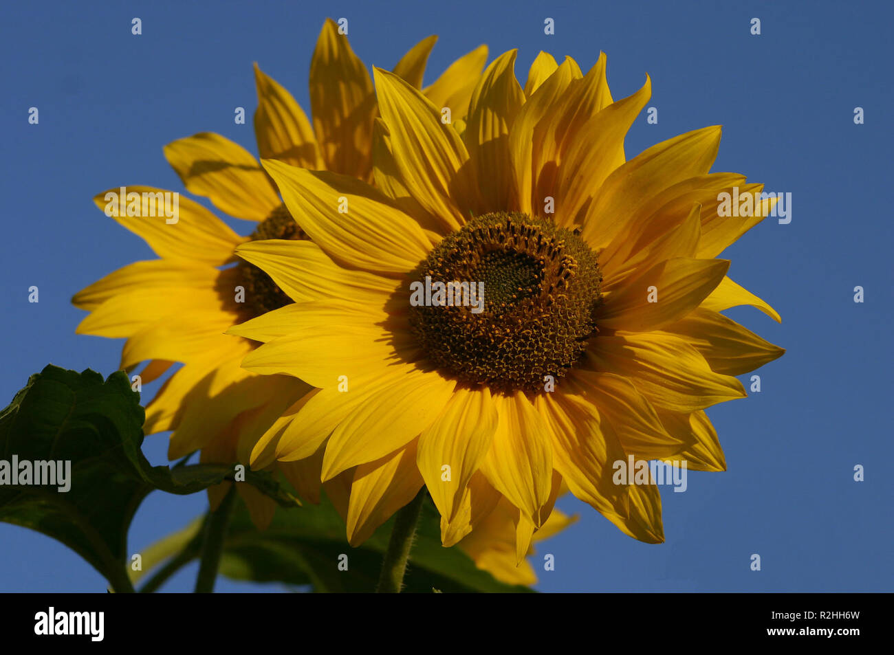 Summer_sun hi-res stock photography and images - Alamy