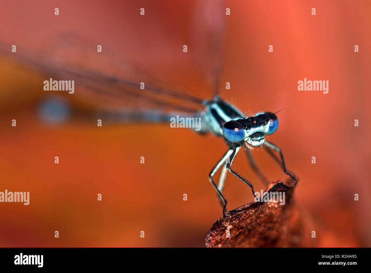 Flying flies and ponds hi-res stock photography and images - Alamy
