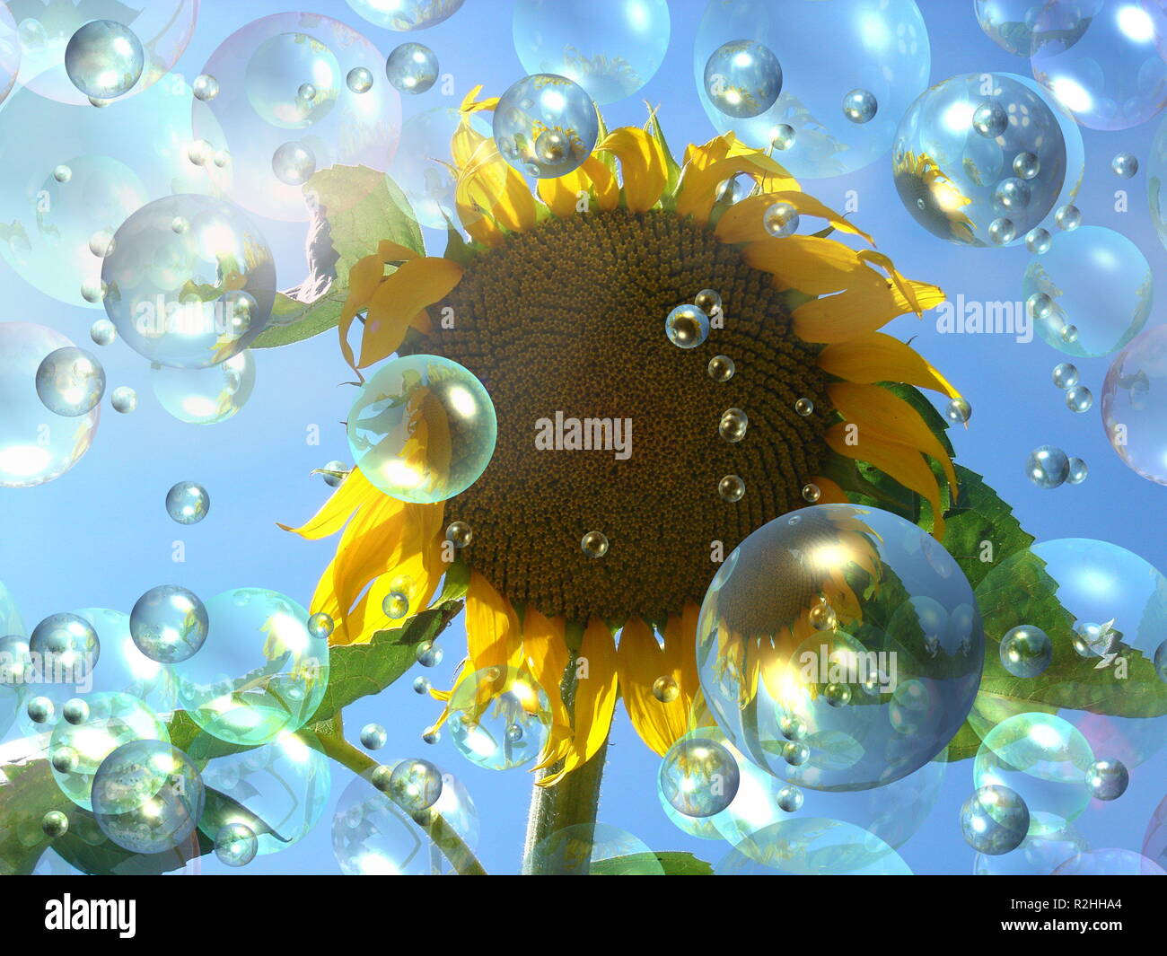Summerdream hi-res stock photography and images - Alamy