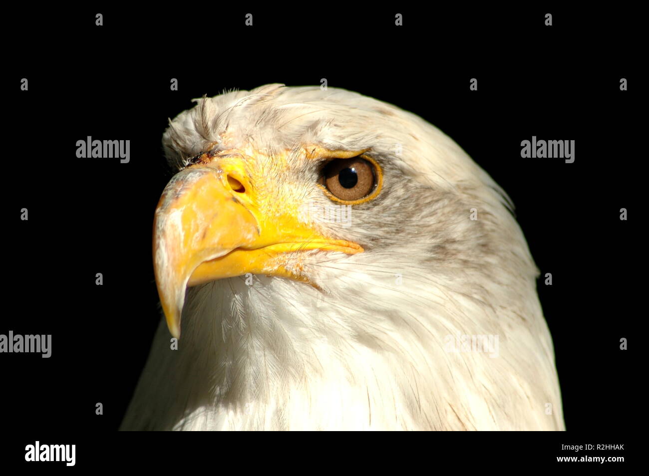 Eagle eye view hi-res stock photography and images - Alamy