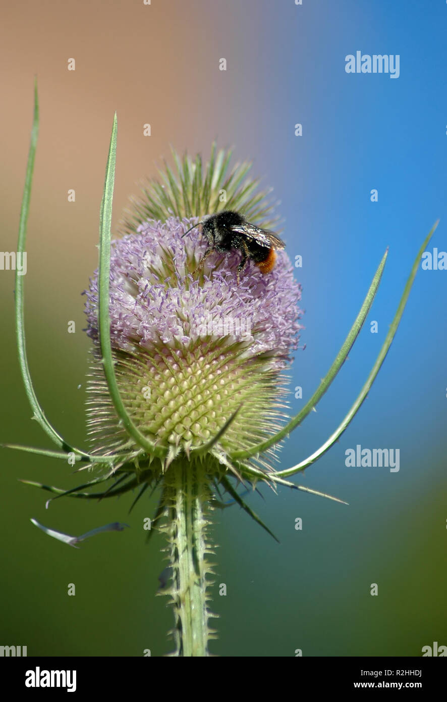 Insects ground soil earth humus hi-res stock photography and images - Alamy