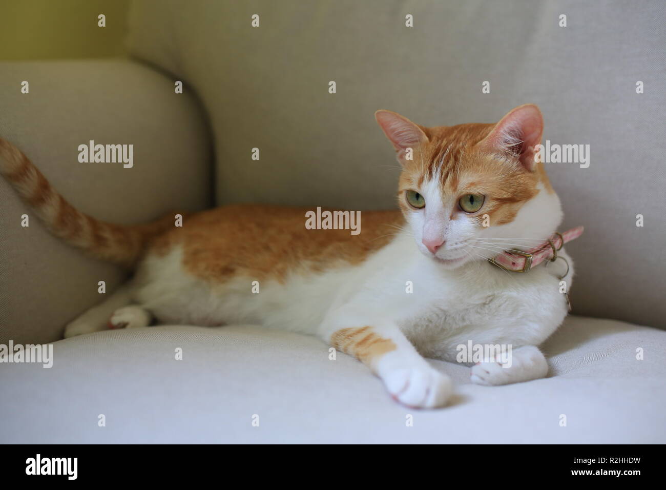 Grumpy ginger cat Stock Photo - Alamy