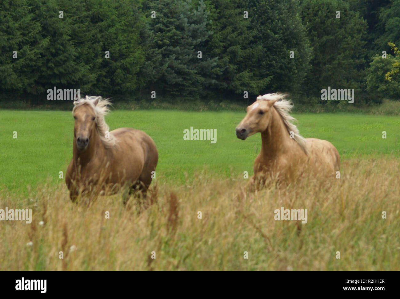 Pretty palomino horse hi-res stock photography and images - Alamy