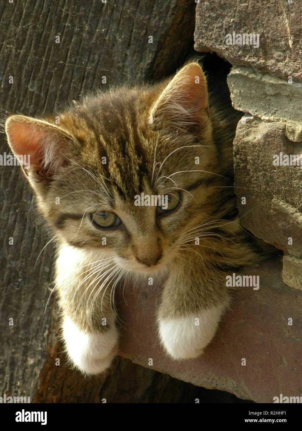 .the little cat 2 Stock Photo - Alamy