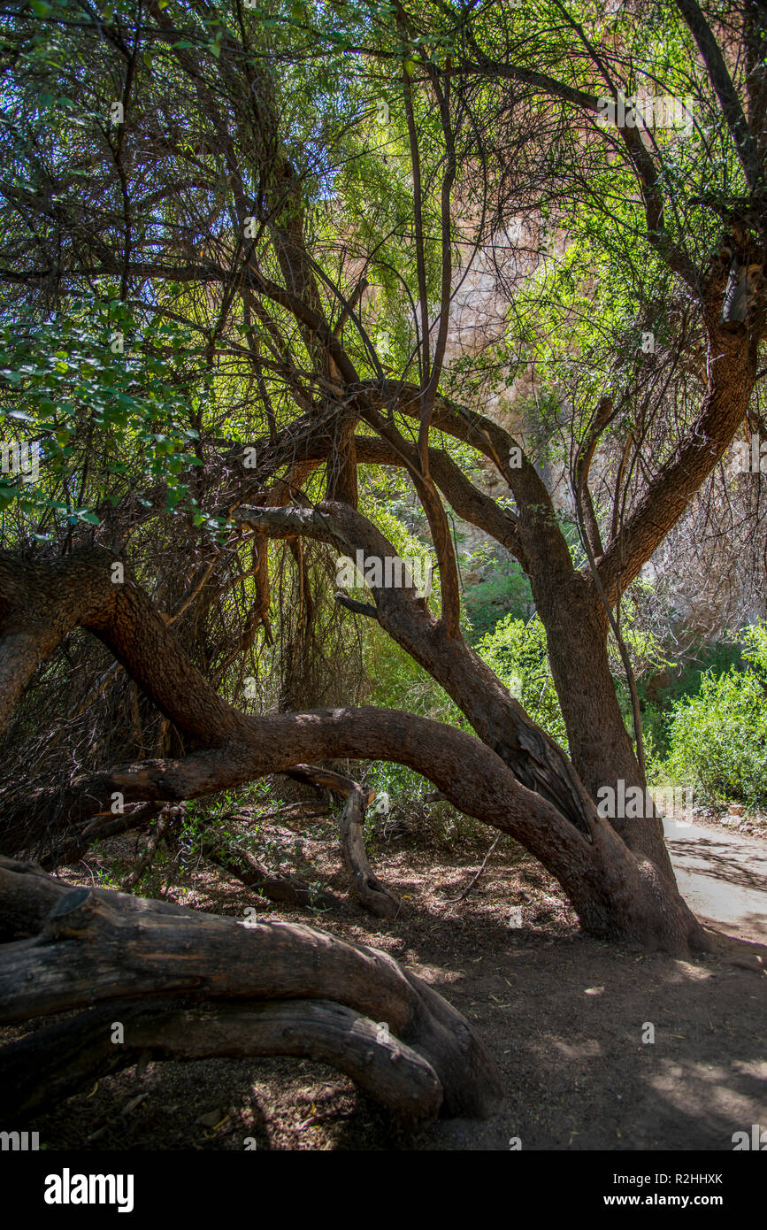 Spring in the desert, Phoenix, Arizona Stock Photo - Alamy