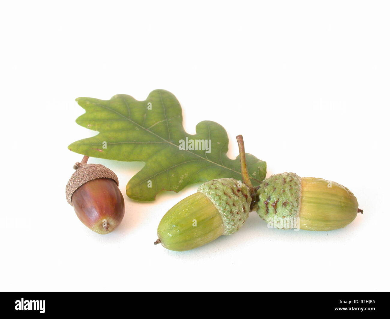 Acorns in tree Cut Out Stock Images & Pictures - Alamy