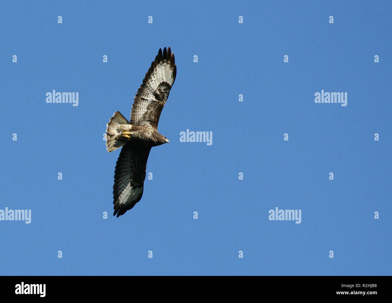 mouse buzzard in flight Stock Photo - Alamy
