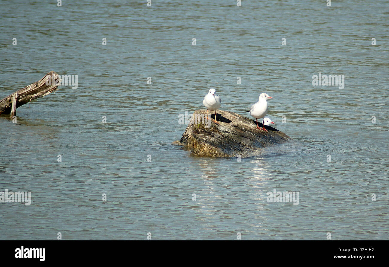 Three gulls hi-res stock photography and images - Alamy