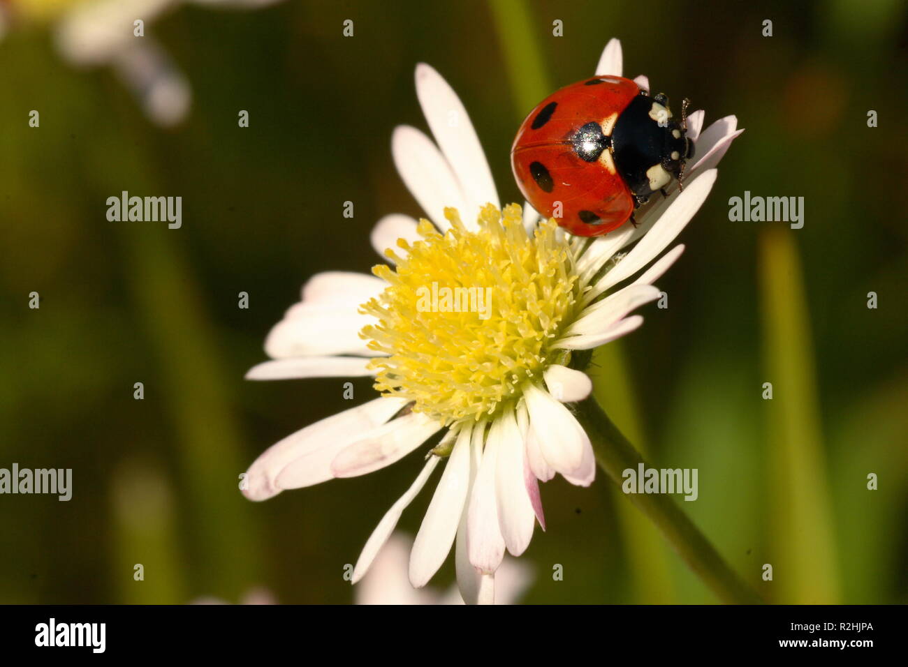 ladybug on daisy Stock Photo - Alamy