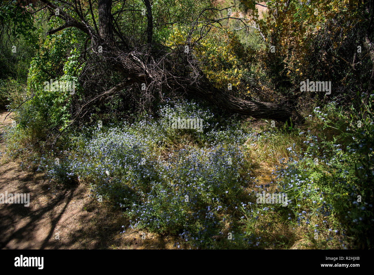 Spring in the desert, Phoenix, Arizona Stock Photo - Alamy