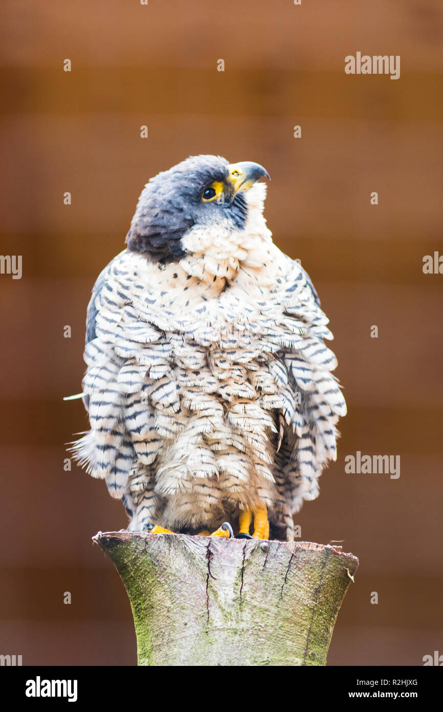 Falco peregrinus germany hi-res stock photography and images - Alamy