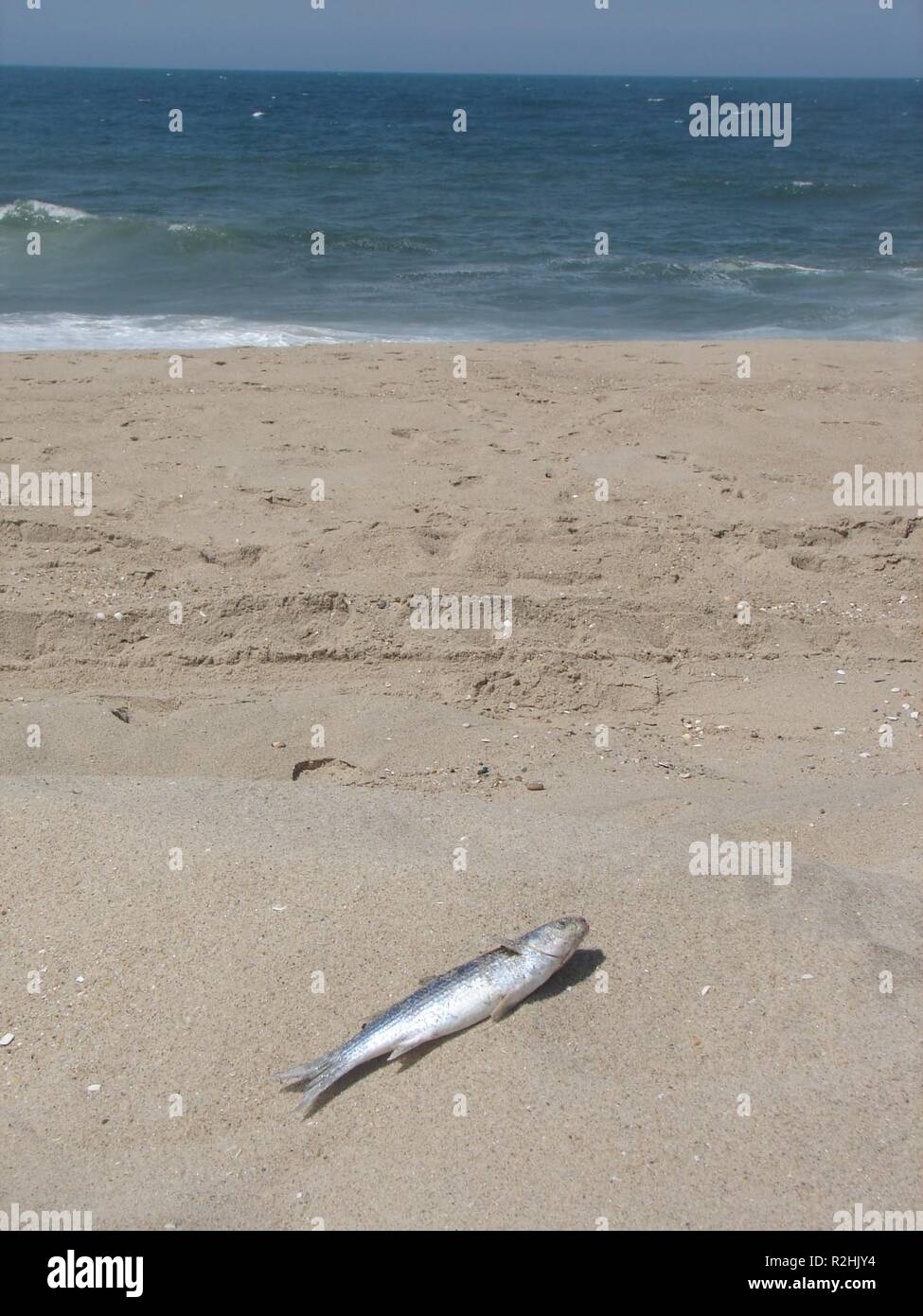 on the 8th day god created fish Stock Photo - Alamy