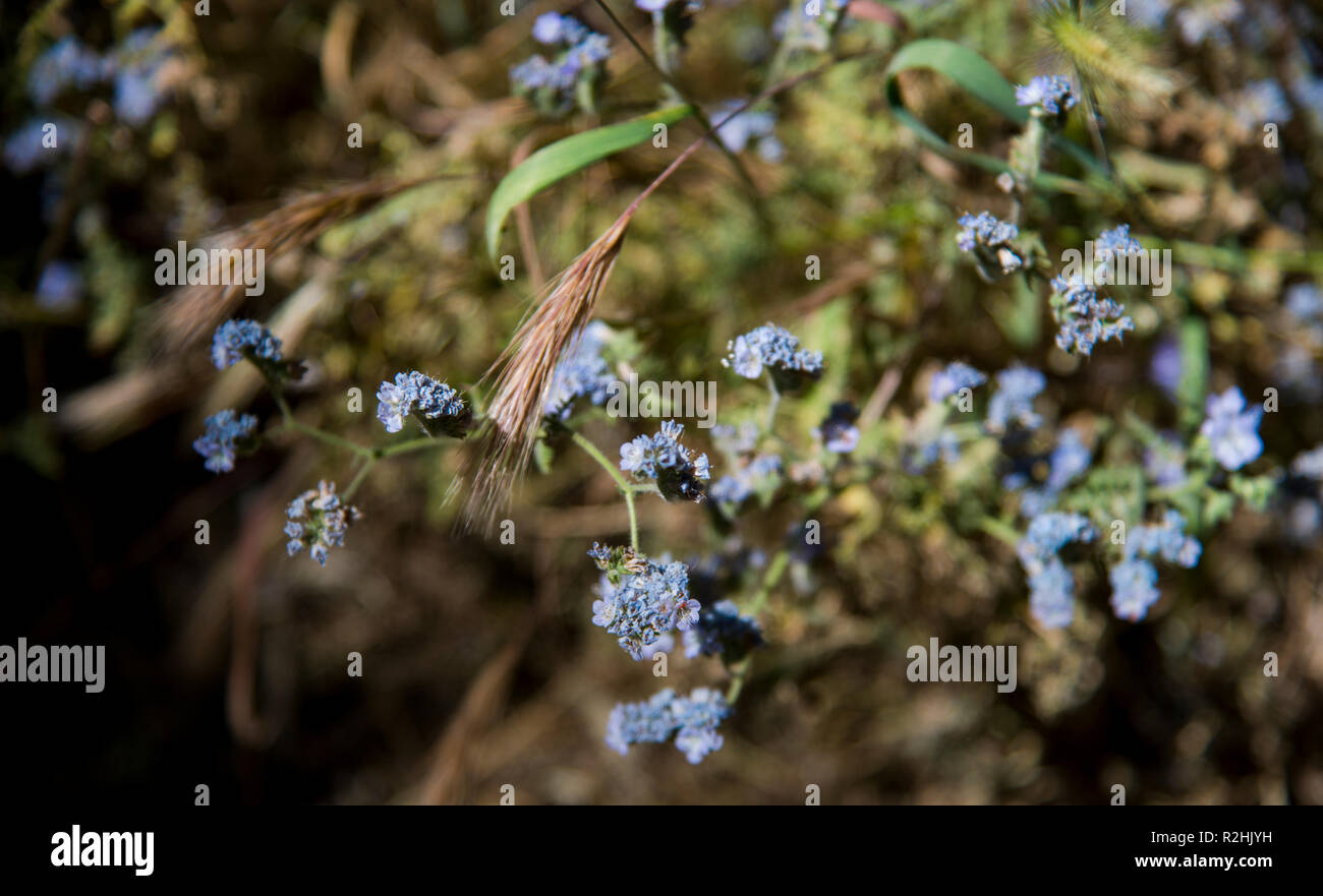 Spring in the desert, Phoenix, Arizona Stock Photo - Alamy