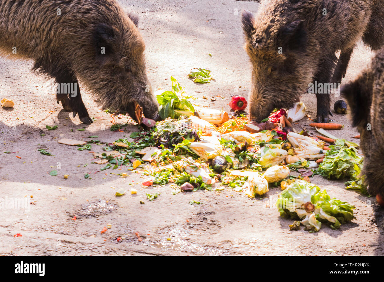 several jabalies eating fruits and vegetables Stock Photo - Alamy
