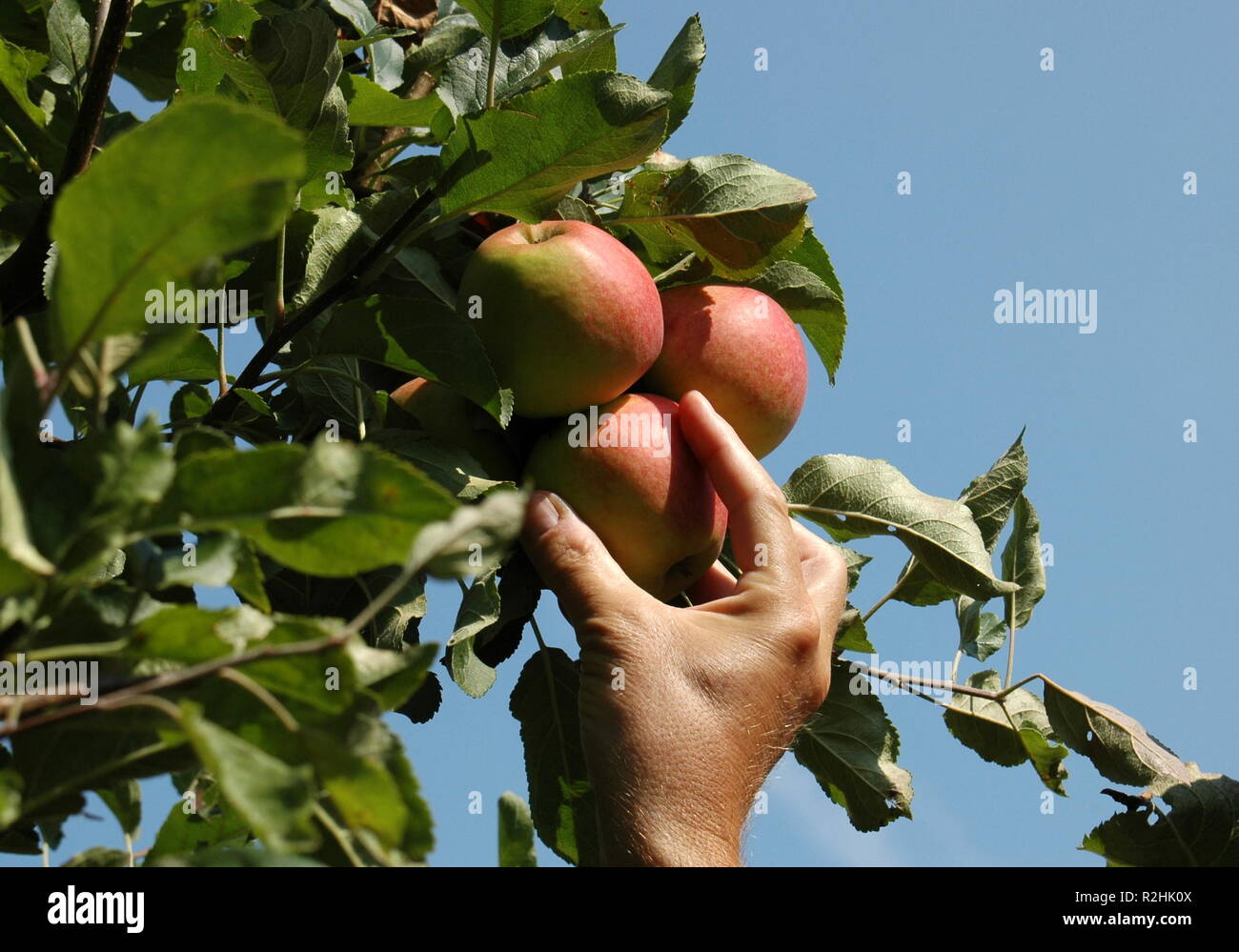 Garden of eden apple hi-res stock photography and images - Alamy