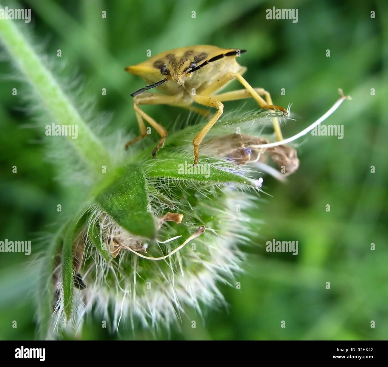 Fuscispinus High Resolution Stock Photography and Images - Alamy