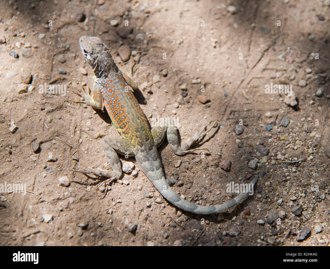 Phoenix tourist attractions hi-res stock photography and images - Alamy