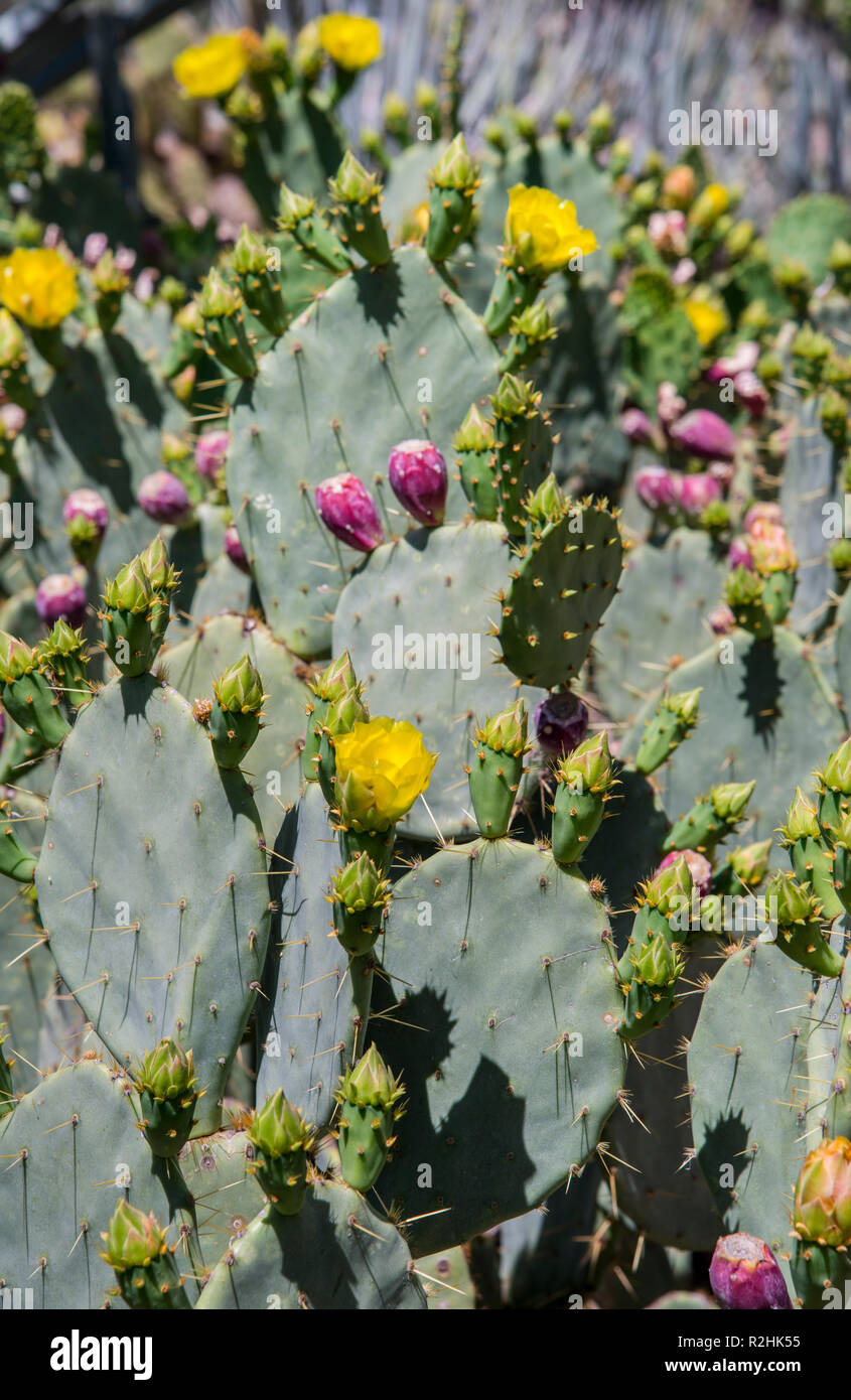 Spring in the desert, Phoenix, Arizona Stock Photo - Alamy