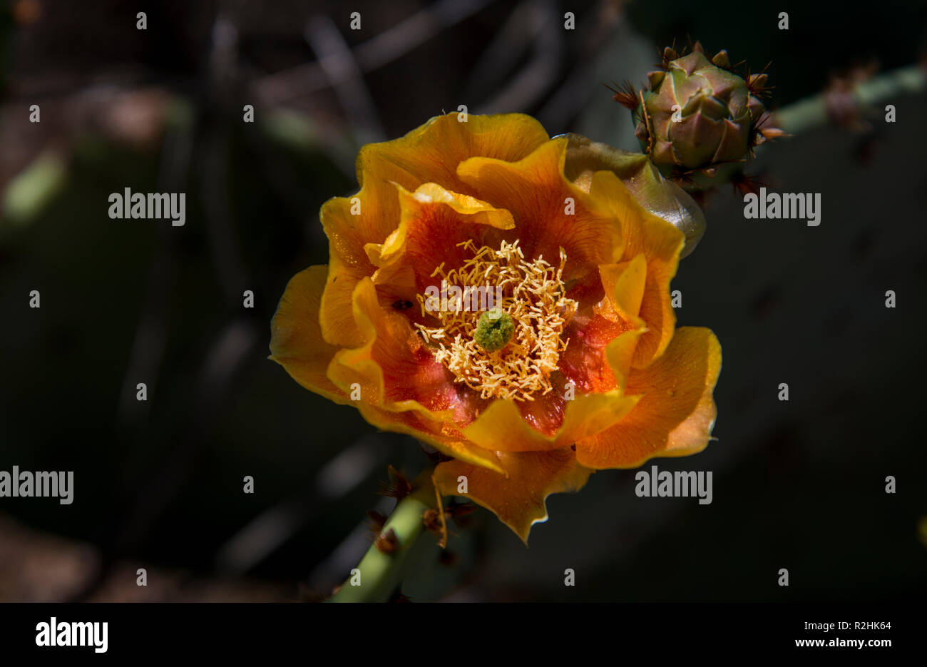 Spring cactus hi-res stock photography and images - Alamy