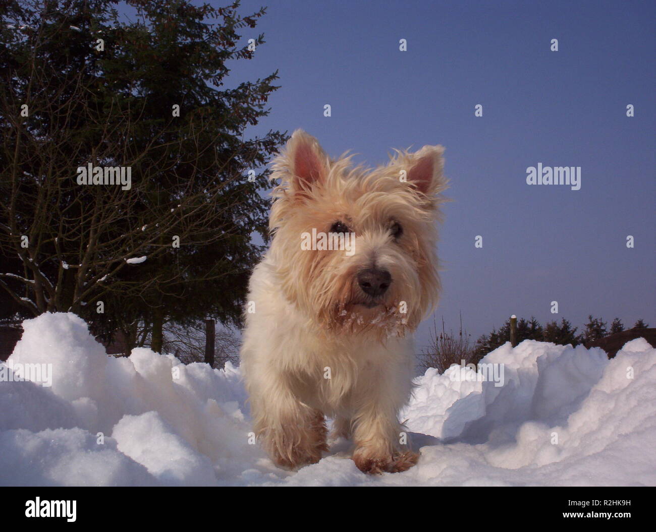 fighting machine toni Stock Photo - Alamy