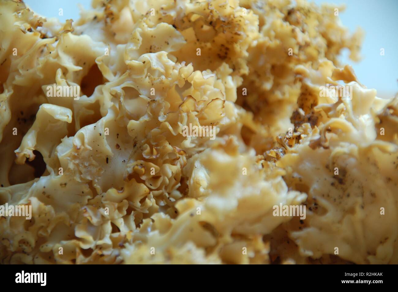 cauliflower mushrooms 2 Stock Photo - Alamy