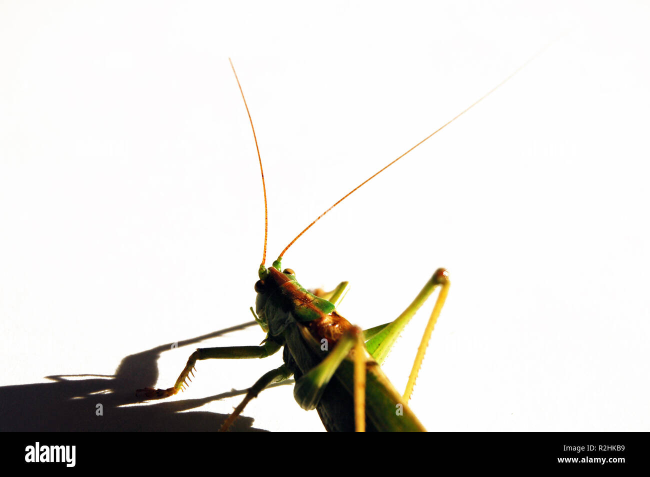Antenna flip grasshopper green insect hi-res stock photography and ...