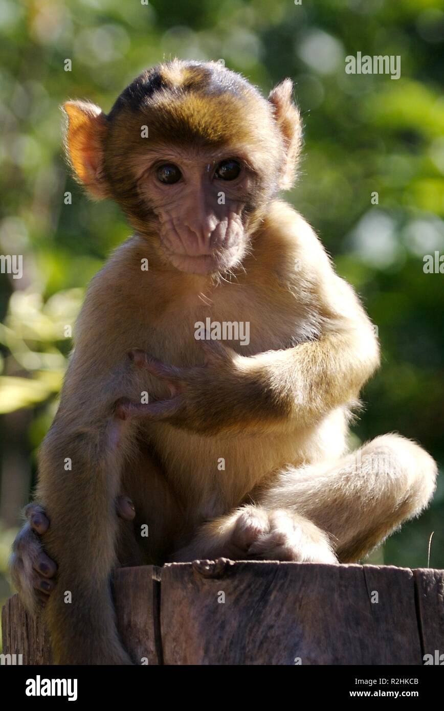barbary macaques baby Stock Photo - Alamy