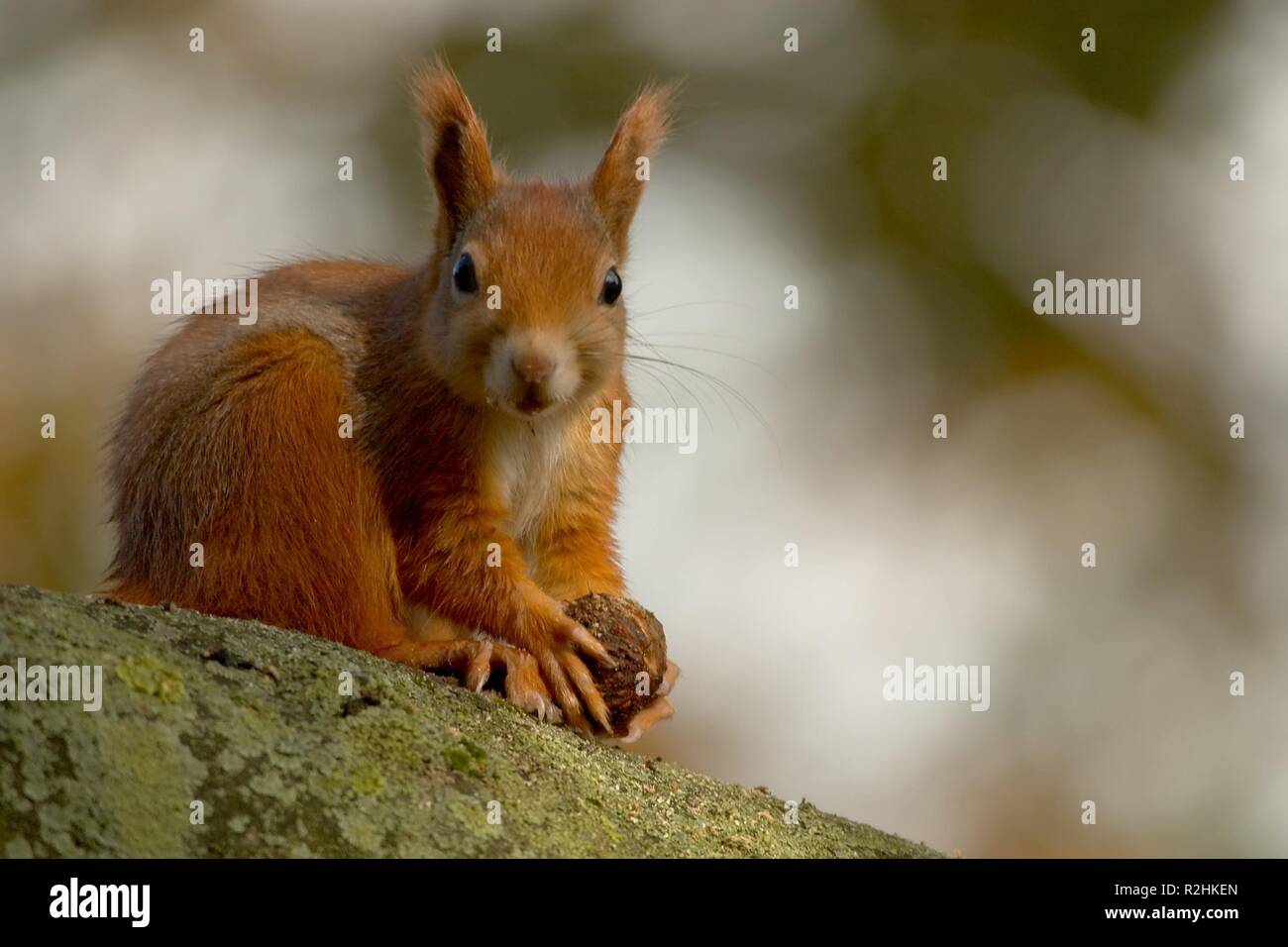 Nosy animal hi-res stock photography and images - Alamy