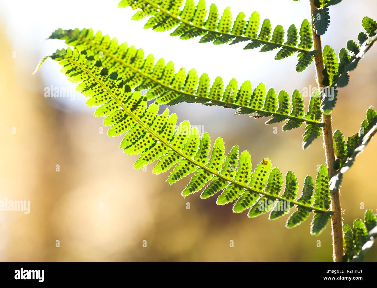 Structure Of Fern Leaf High Resolution Stock Photography and Images - Alamy