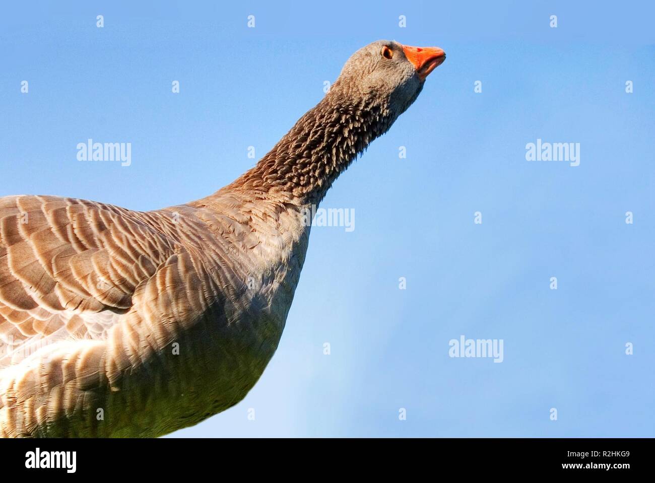 Tha nat hi-res stock photography and images - Alamy