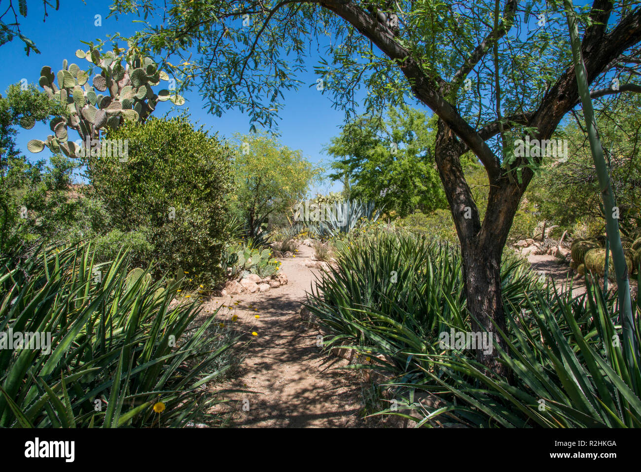 Spring in the desert, Phoenix, Arizona Stock Photo - Alamy