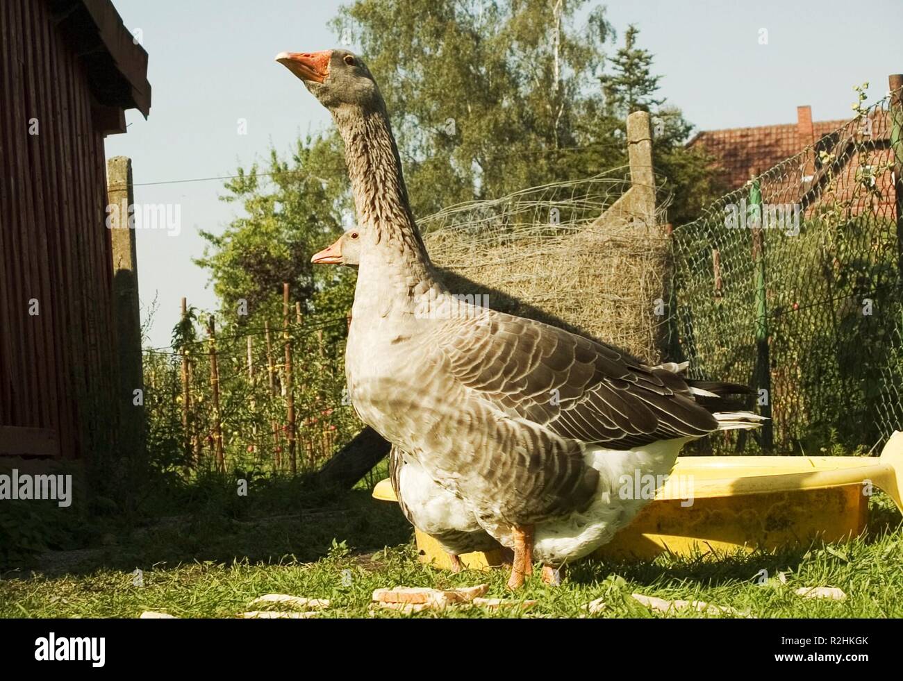 Vanishing breed hi-res stock photography and images - Alamy