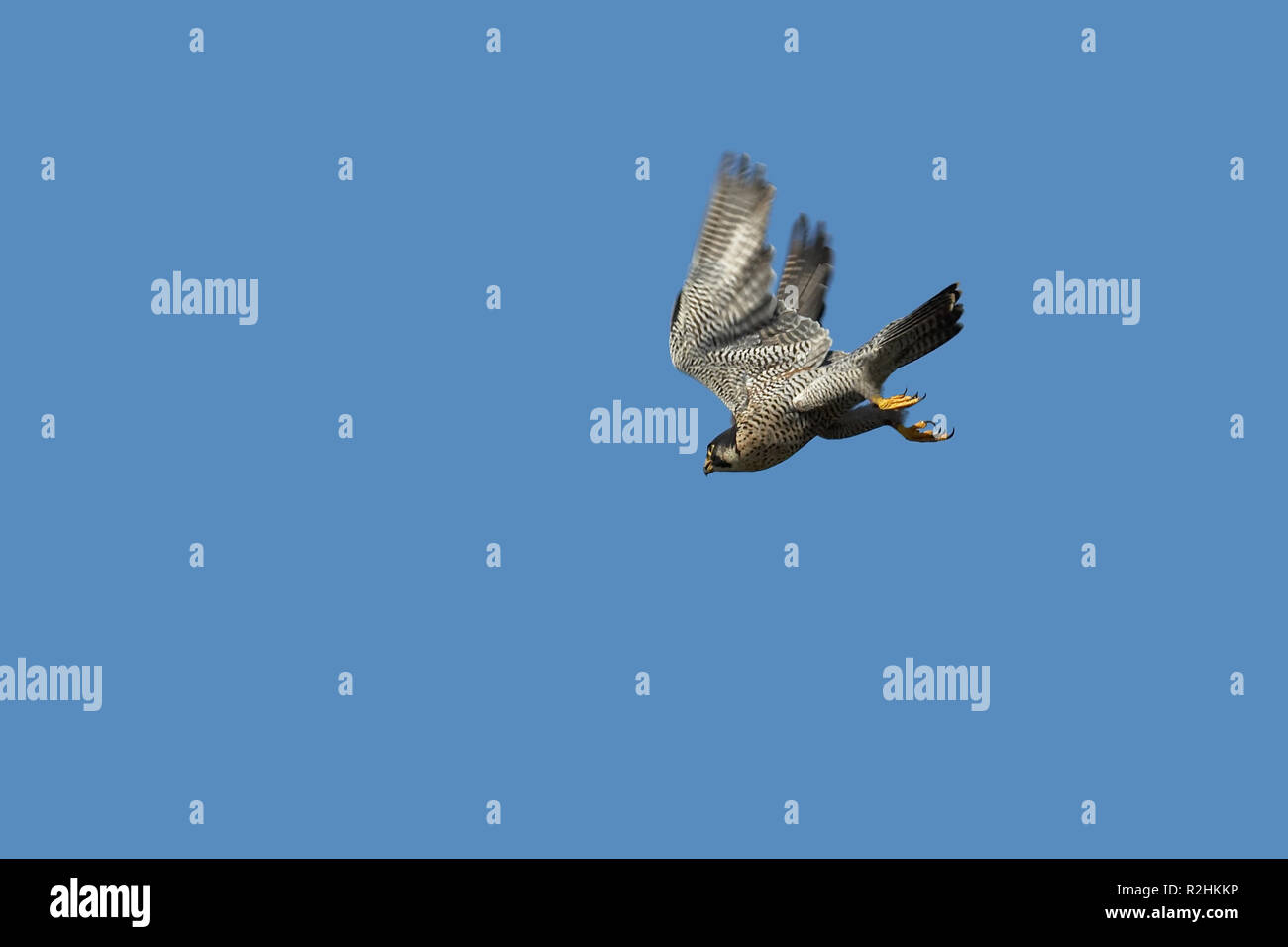 peregrine falcon in flight Stock Photo - Alamy