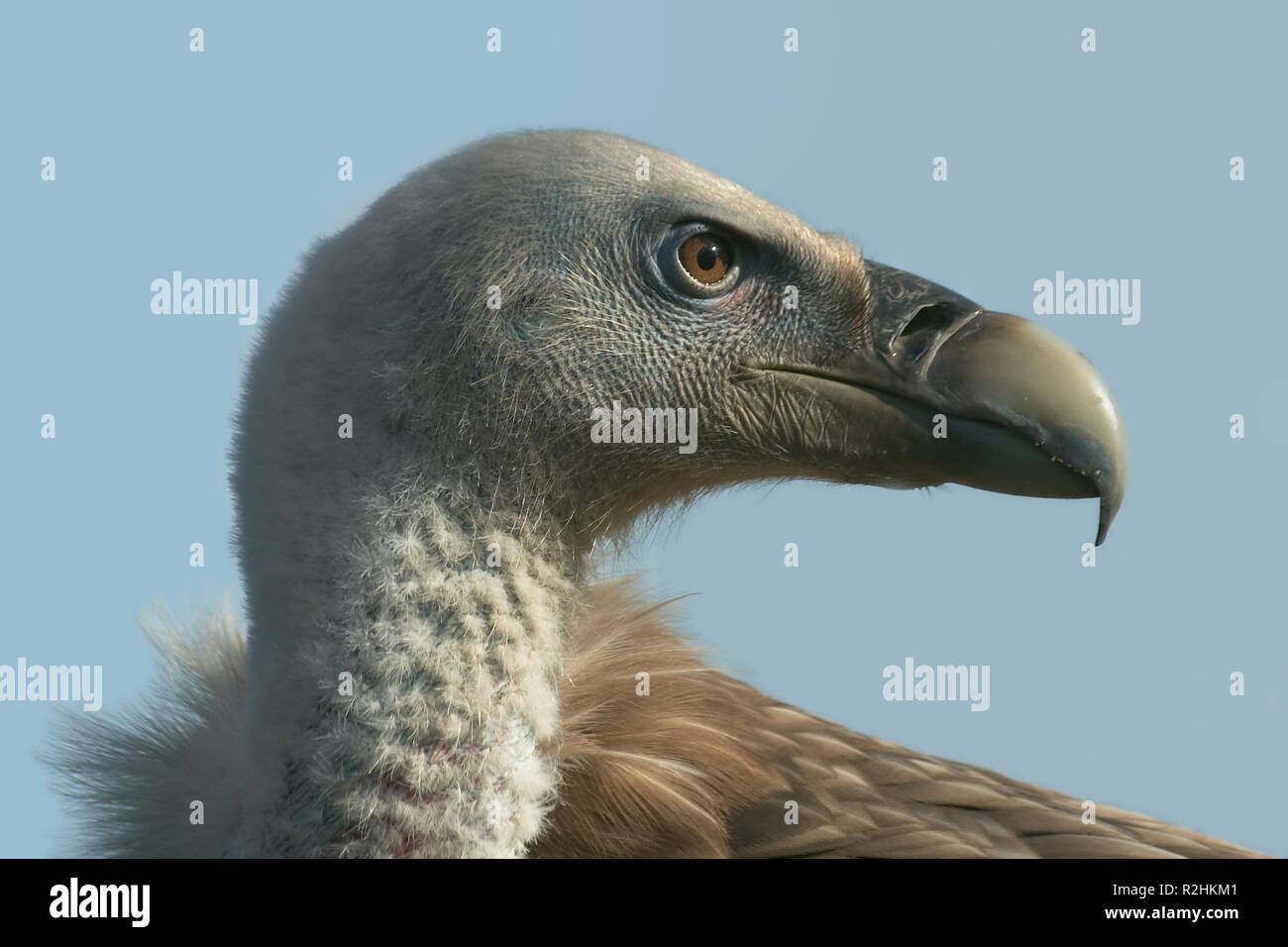 portrait of a daisy Stock Photo - Alamy