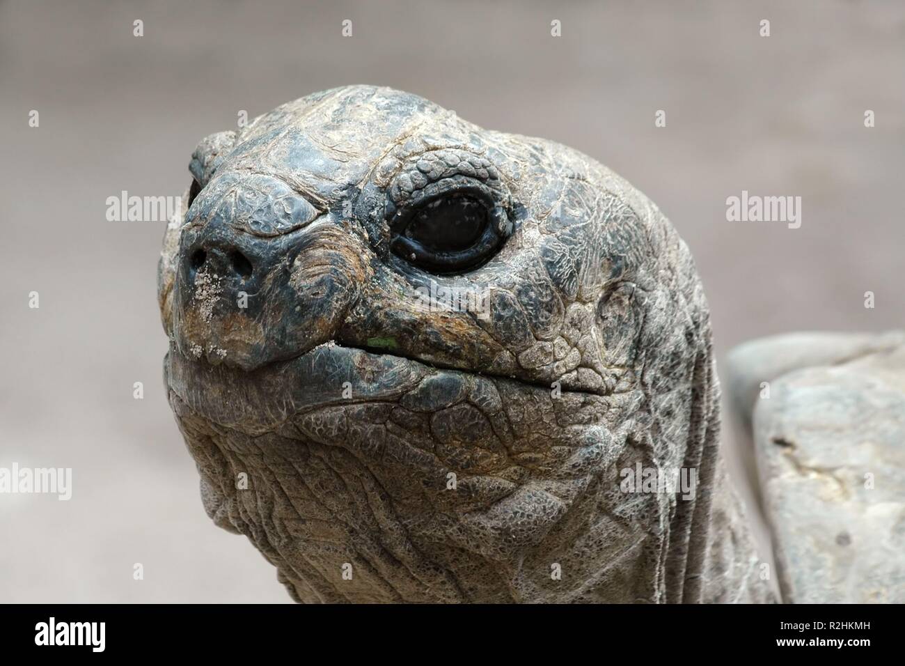 giant tortoise portrait Stock Photo - Alamy