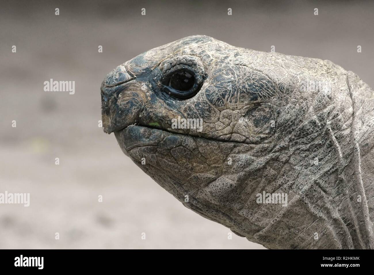 giant tortoise portrait Stock Photo - Alamy