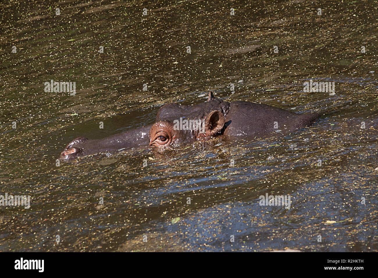 Indian hippopotamus hi-res stock photography and images - Alamy