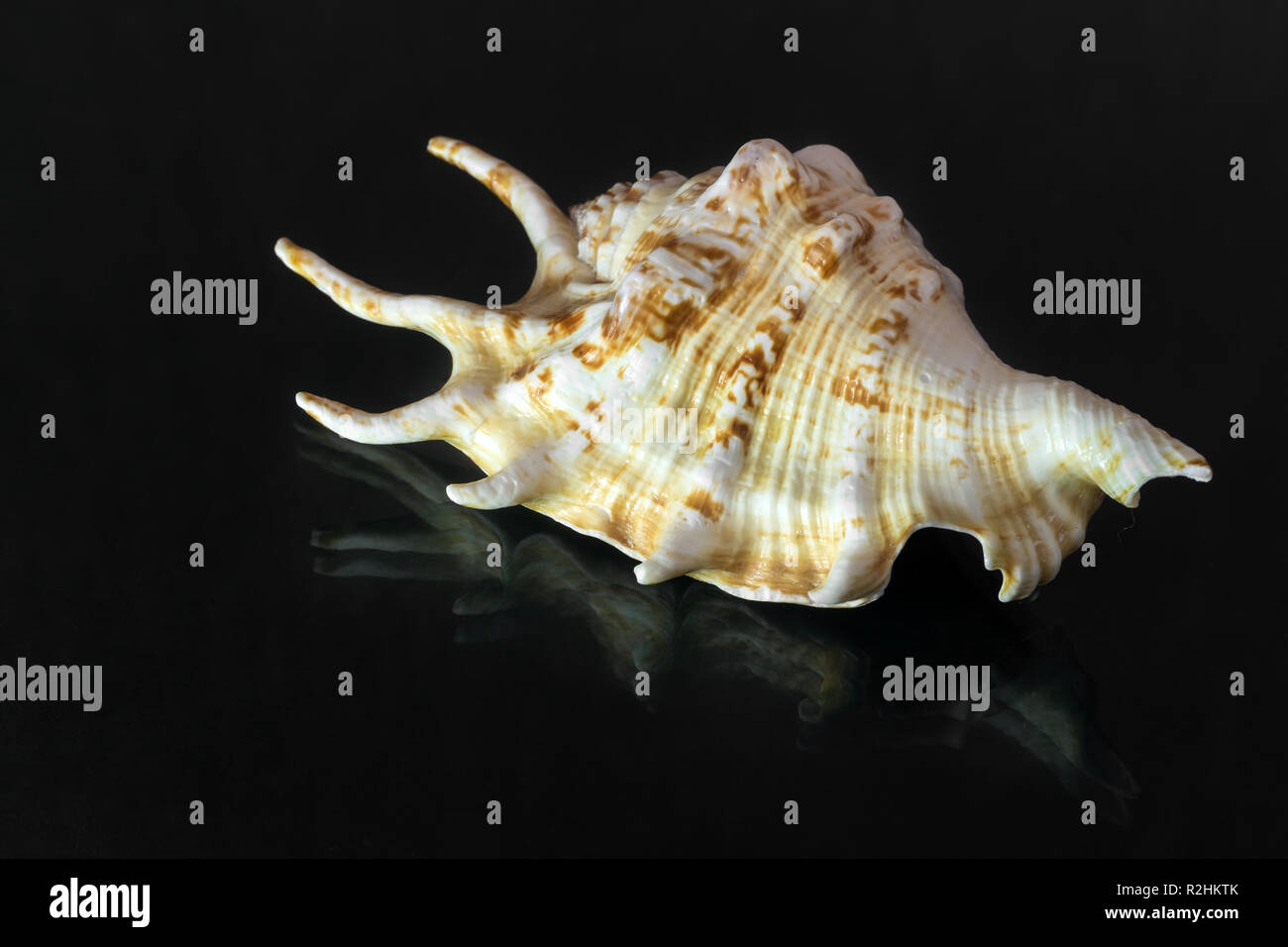 On the dark backdrop of the beautiful sea shell fancy shape Stock Photo ...