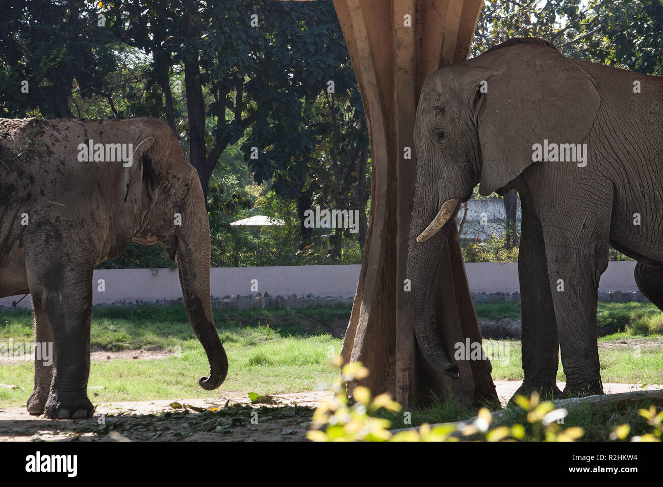 A pair of elephants: Indian and African elephant look at each other in ...